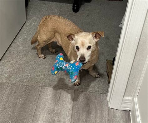 Hes So Cute R Chiweenie