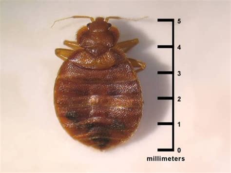 Bed Bugs Images Eradication And More — Dermnet
