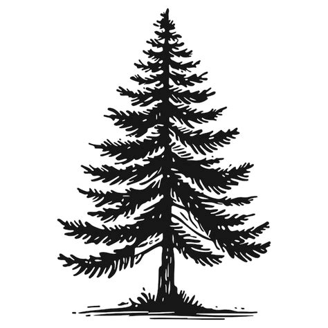Premium Vector Pine Treeb
