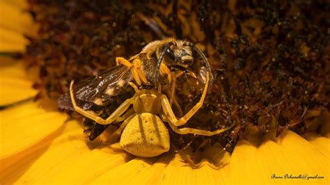 Combat Spider Bee Free Photo On Pixabay Pixabay