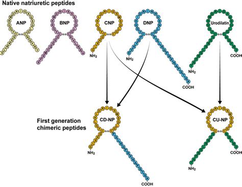 Native And First Generation Chimeric Natriuretic Peptides Download