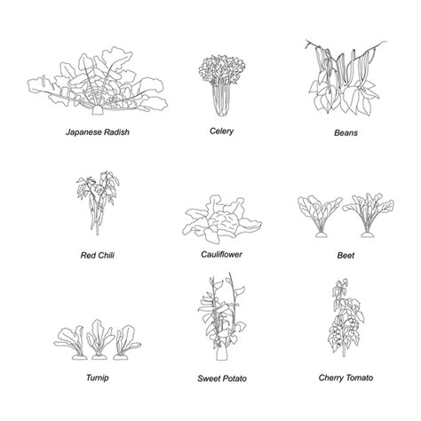Autocad Blocks Plant Vegetable