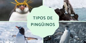 Tipos De Búhos Nombres Y Fotos