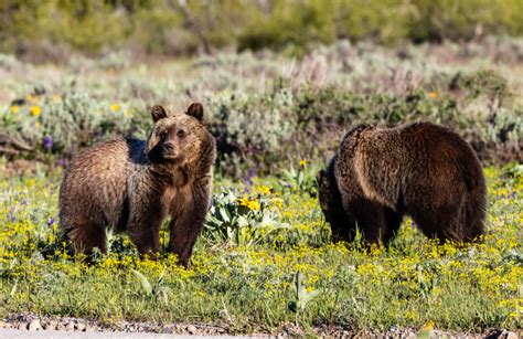 Grizzly Bear Habitat