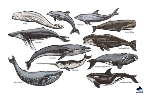 A Guide To Whale Watching In Iceland Arctic Adventures