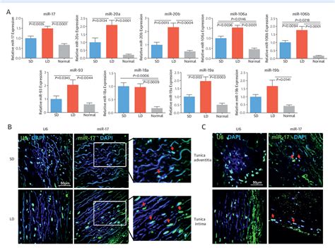 Figure 1 From Progressive Aortic Dilation Is Regulated By Mir 17
