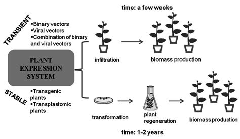 Comparison Of Two Main Types Of Plant Expression Systems Download