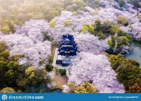 Aerial Landscape Of The Spring Cherry Blossoms In Wuxi Yuantouzhu