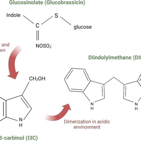 Cleavage Of Glucosinolate Leads To Indole 3 Carbinol I3c Formation