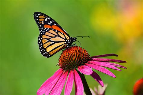 Do Butterfly Wings Have Color