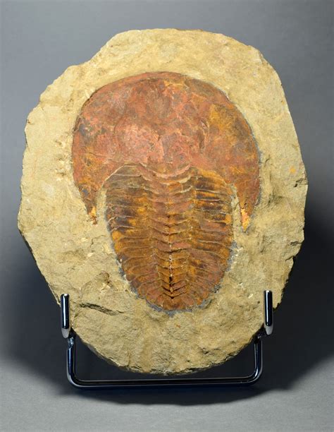 Large Genuine Trilobite Cambropallas Telesto