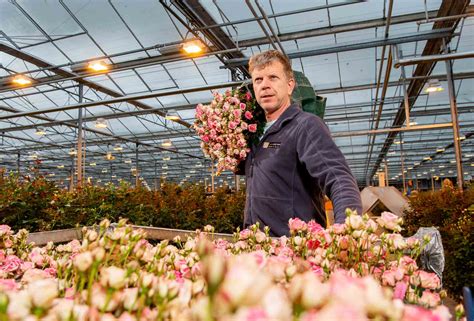 Kwekerij Van Seters Roses Decorum