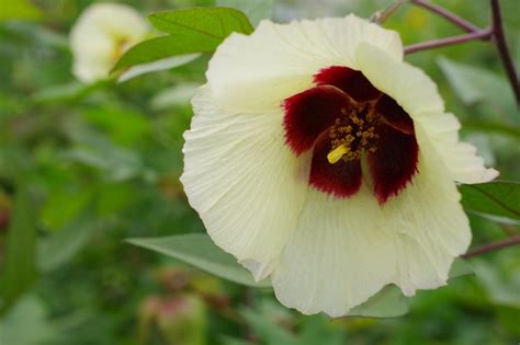 棉の花 細見綾子沢木欣一 俳句アーカイブ
