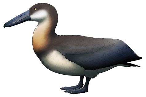 Pelagornis Chilensis
