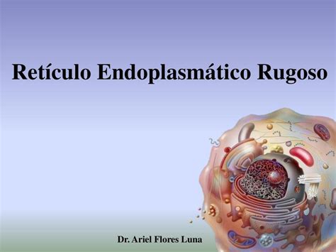 Rer Rel Y Golgi Eve Udocz