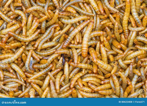Ciérrese Encima De Gusanos De La Comida Foto De Archivo Imagen De
