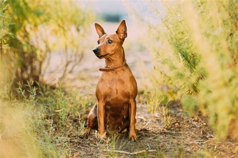 Are Miniature Pinschers Easy To Train A Comprehensive Guide