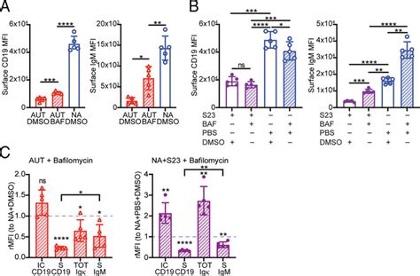 Blocking Lysosomal Degradation Does Not Fully Restore Surface Cd19 In