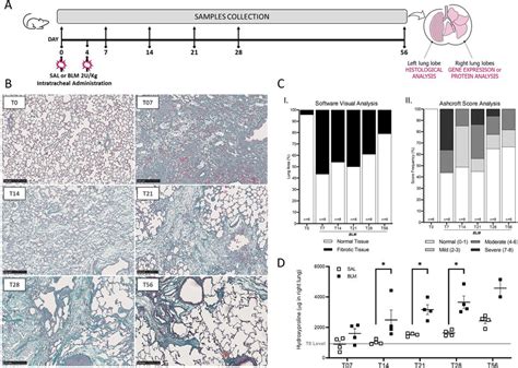 Blm Induced Lung Fibrosis In The Rat A Workflow And Timeline Of The
