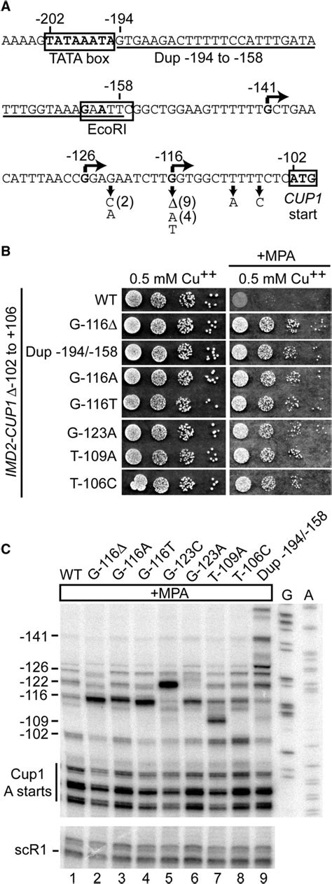 Mutations That Decrease The Gtp Dependence Of Initiation At The Download Scientific Diagram
