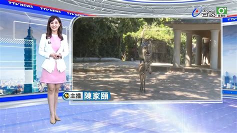 台視新聞主播陳家頤 午間新聞播報片段202398 Youtube