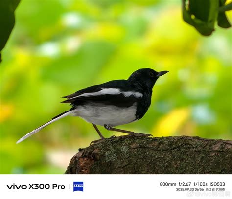 Vivo X300 Pro Hands On And Test Videos Confirm Specs New Zeiss Camera