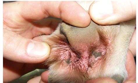 Malassezia Pododermatitis Interdigital Erythema Same Dog