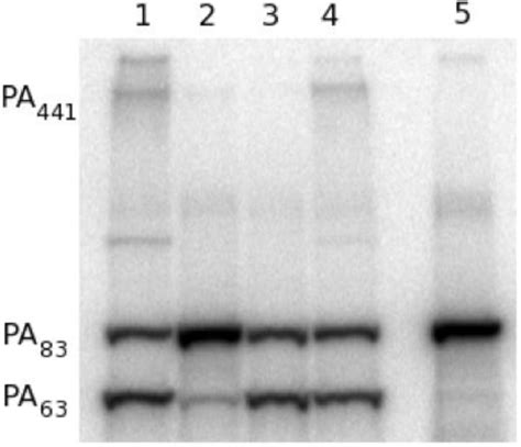Toxins Special Issue Anthrax Toxin
