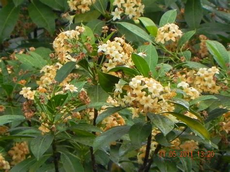 My Grdening Frenzy Fagraea Fragrans