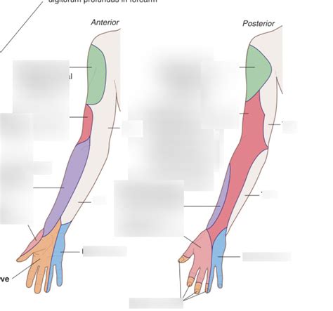 Diagram Of Cutaneous Upper Limb Quizlet