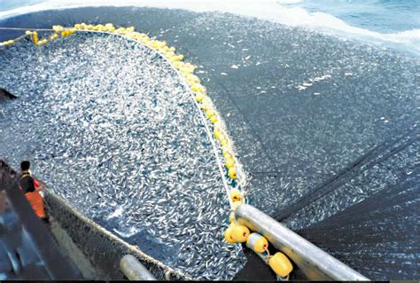 40 Overfishing Facts That You Need To Know About Today