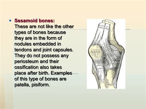 Introductory Lecture Osteology General Data The Human Skeleton Its Development Structure