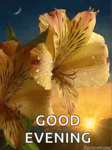 Good Evening Greetings  Goodevening Greetings Flowers Discover