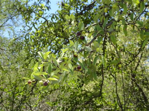 Mistol Ziziphus Mistol árbol De Llanura Semiárida Chaqueña