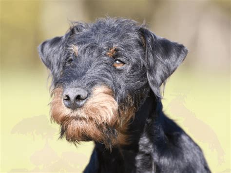 Black Terrier Breeds