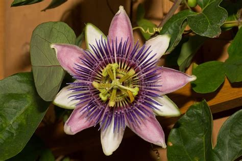 Pink Passion Flower Stock Image Image Of Flower Floral 3026147