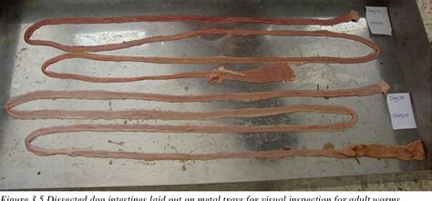 Pdf Detection Ofechinococcus Granulosus And Echinococcus Equinus In