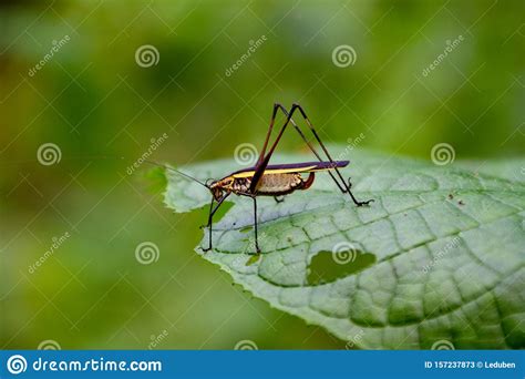 Grasshoper Stock Image Image Of Jungle Leaf Insect 157237873