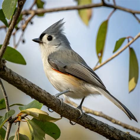 Nesting Behaviors Of The Tufted Titmouse In Usa Revealed