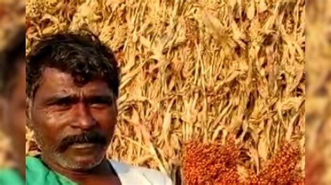 Red Corn ರೋಗಬಾಧೆಯೇ ಇಲ್ಲದ ಕೆಂಪು ಜೋಳ ಎಲ್ಲಿ ಸಿಗುತ್ತೆ 20 ವರ್ಷಗಳಿಂದ