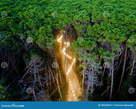 Illuminated Path Through The Pine Forest Stock Image Image Of Tree Autumn 296399657