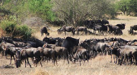 Sex On The Serengeti Roarloud