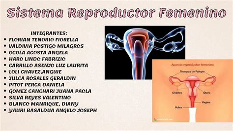 Sistema Reproductor Femenino Angela Udocz