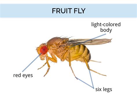 What Do Fruit Flies Look Like Fruit Fly Identification And Anatomy