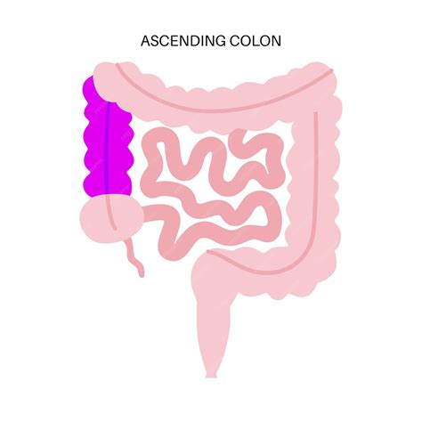Premium Vector Ascending Colon Poster Large Intestine In The Human