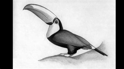 Toucan Bird Sketch At Explore Collection Of Toucan