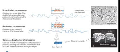 Bio 1 Exam Review Ii Flashcards Quizlet