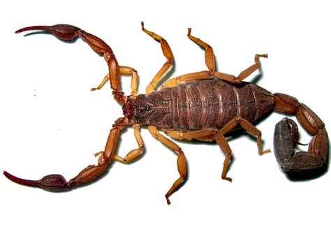 Alacran Ejamplar Hembra De Alacrán O Escorpión By Eduardo Dios