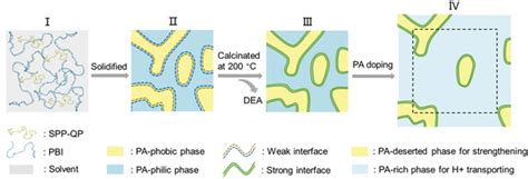 Morphology Assembly And Interface Evolution Of The Co‐continuous Phases