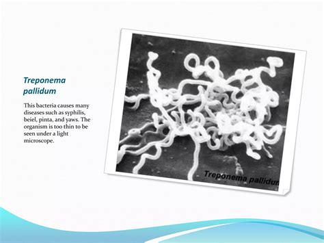 Bacteria And Archae Example Organisms Ppt